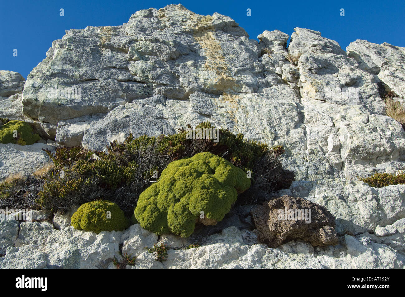 Bolax hi-res stock photography and images - Alamy