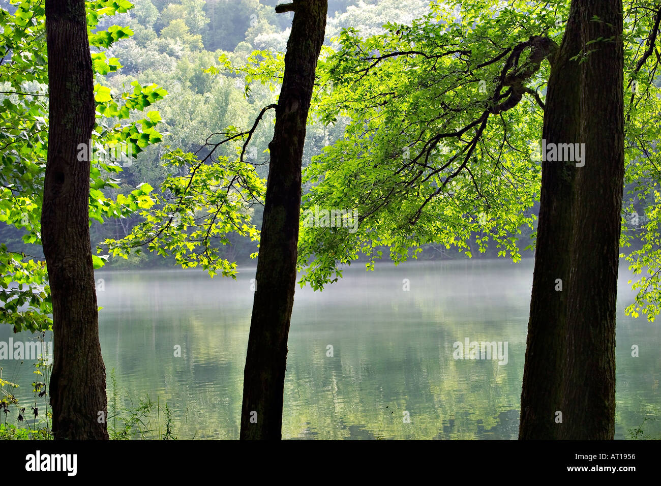 Forest and Shrouded in Mist Trees Reflecting in Water View of Little ...