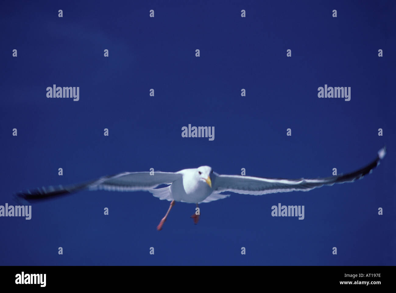 A Gull in Flight Stock Photo - Alamy