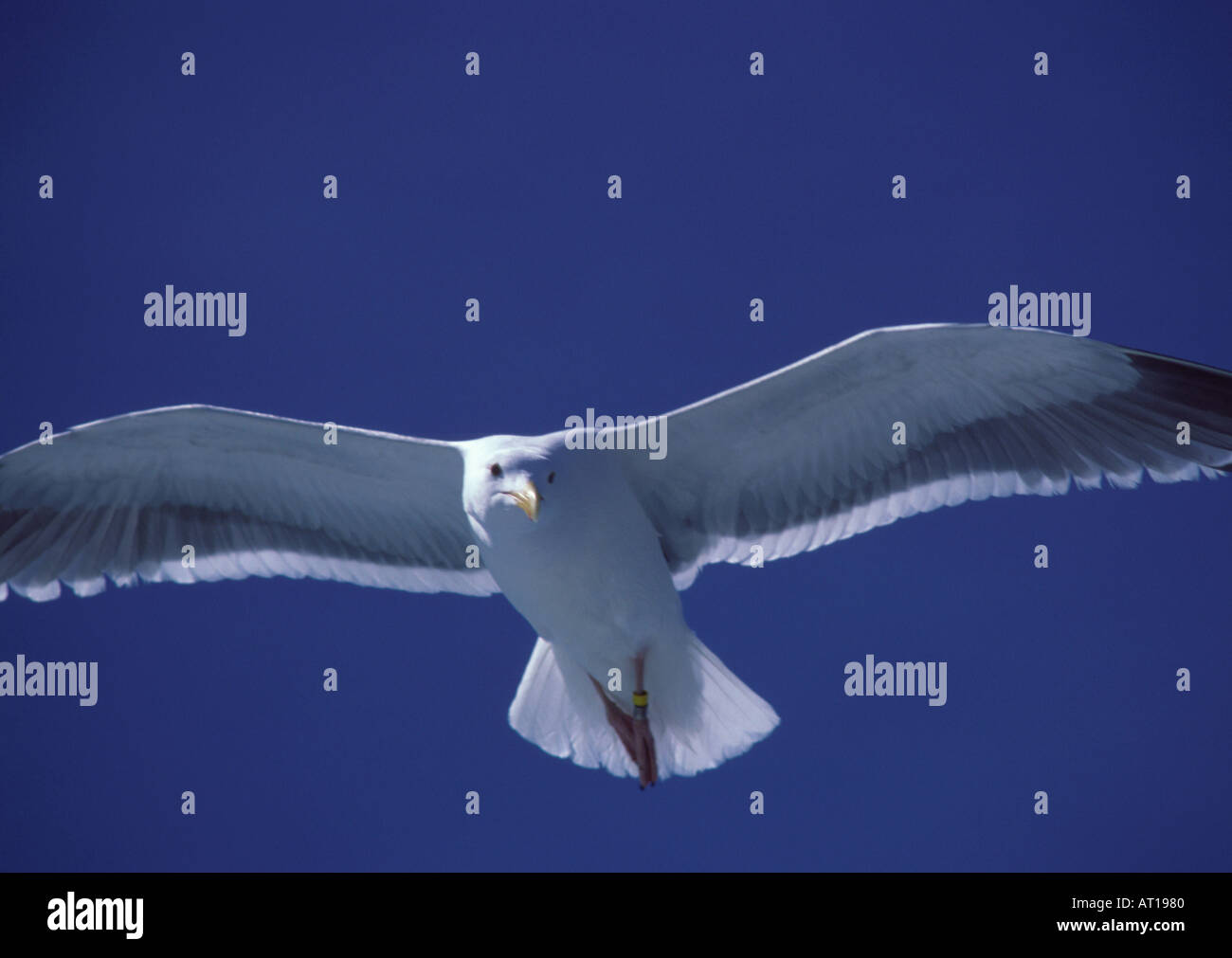 A Gull in Flight Stock Photo - Alamy