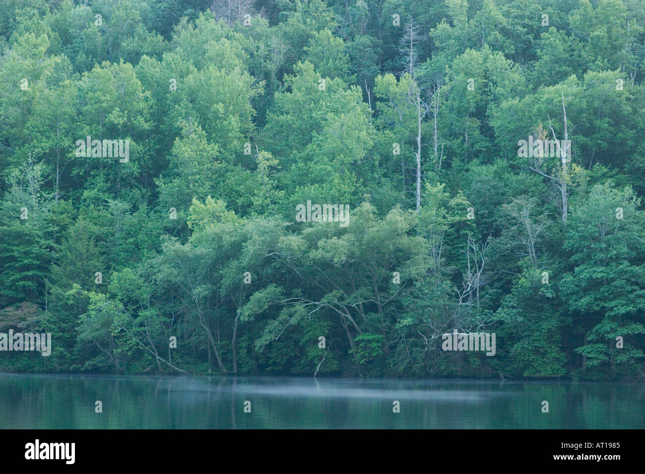 View of Little Tennessee River Forest and Mountains Shrouded in Mist ...