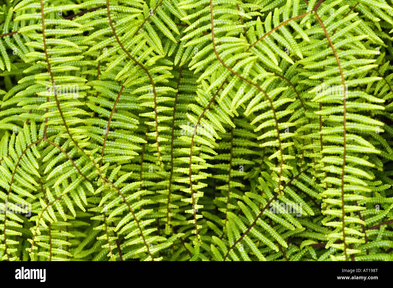 Forking fern (Dicranopteris linearis) grows on the roadside Strahan ...