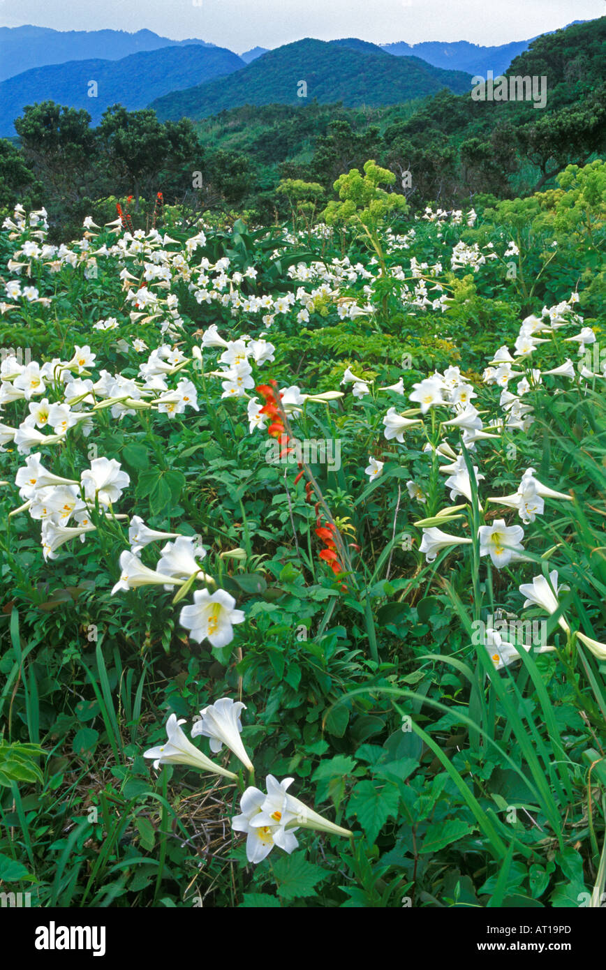 Teppo yuri lily hi-res stock photography and images - Alamy