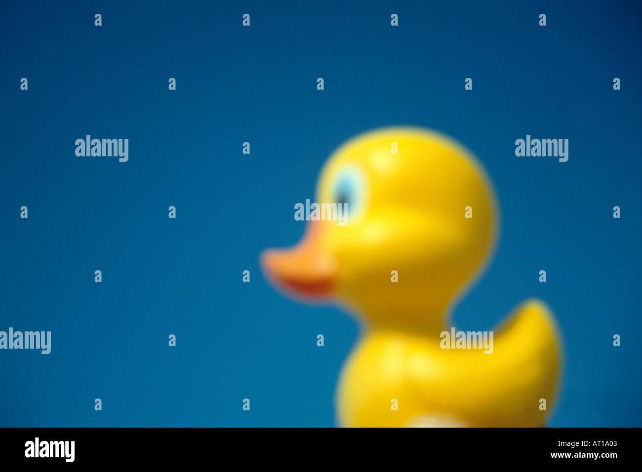 one yellow plastic duck Stock Photo - Alamy