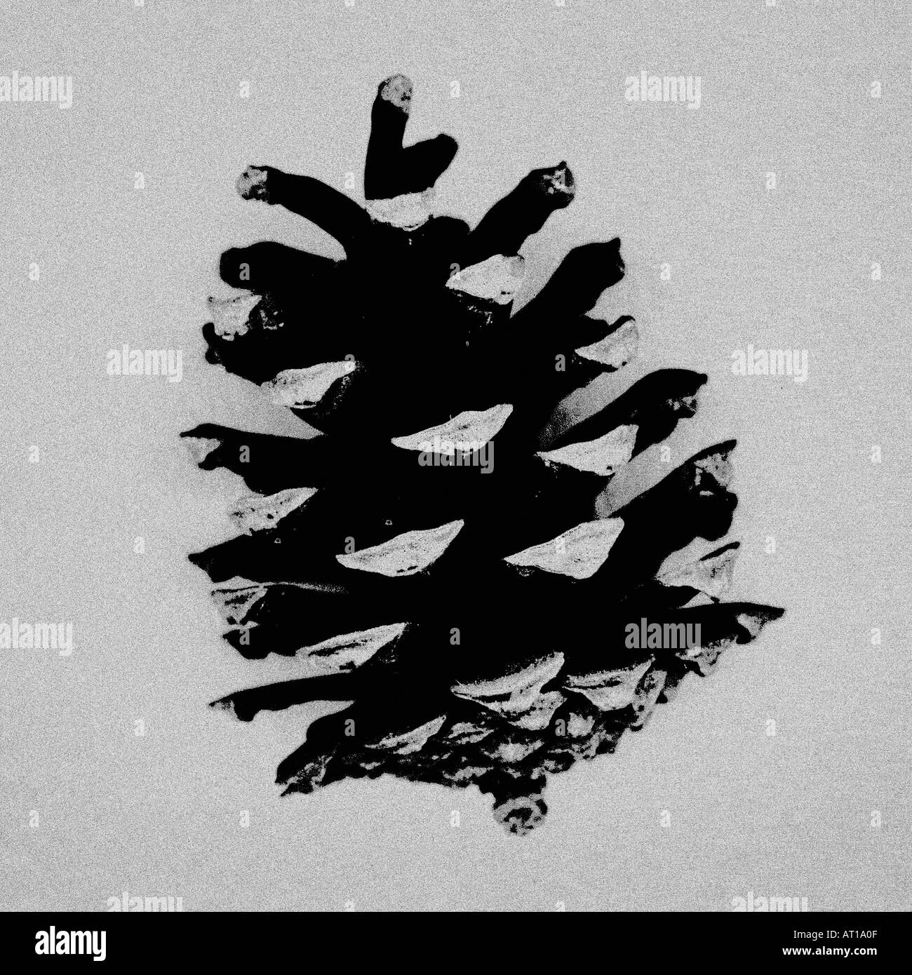 Open cone Black and White Stock Photos & Images - Alamy