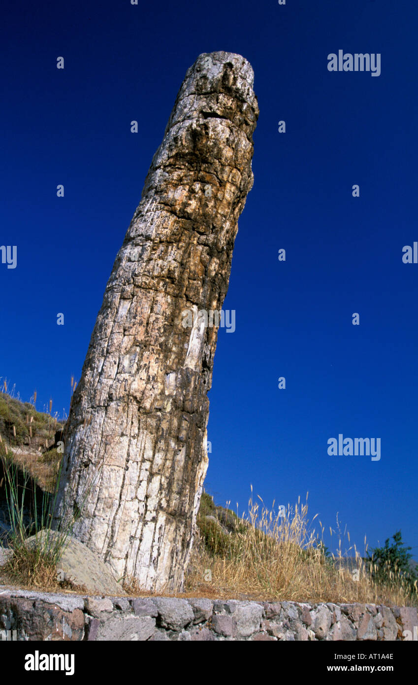 Fossile stone hi-res stock photography and images - Alamy