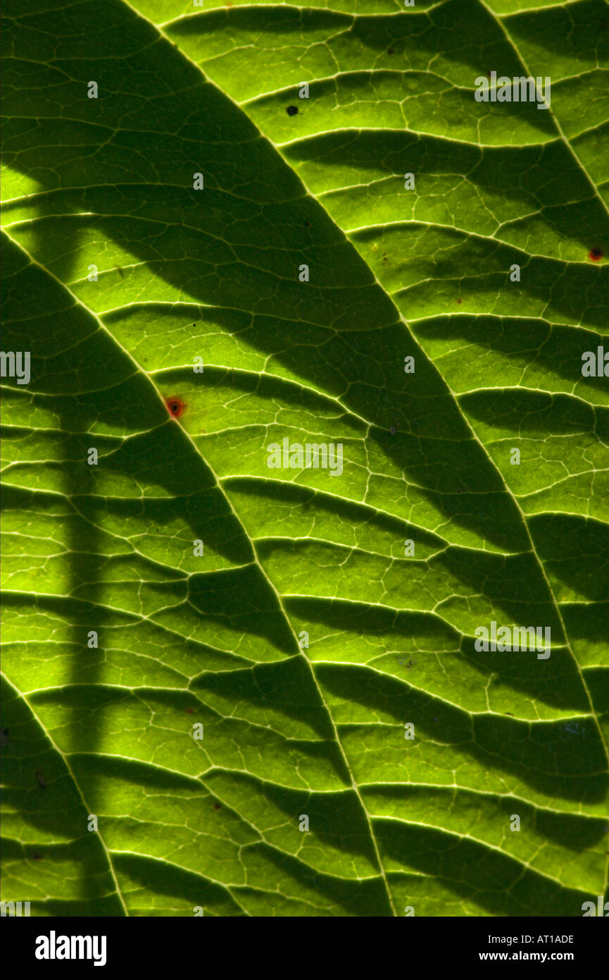 Abstract pattern of leaf veins and shadows Stock Photo - Alamy