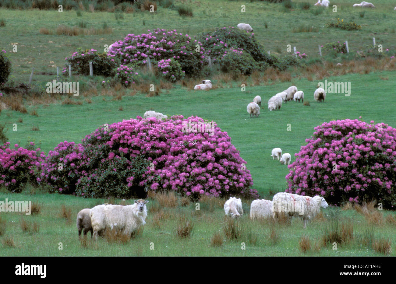 Ireland, Co Cork, Spring countryside with sheep Stock Photo - Alamy