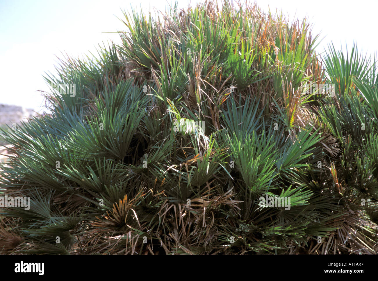 Europe, Italy, Sicily, Aeolian Islands. Dwarf palm, only Mediterranean ...