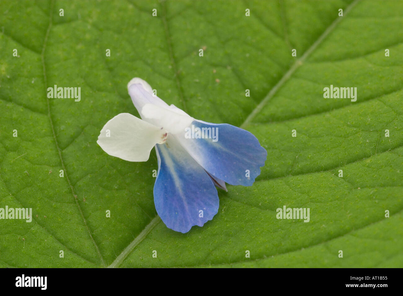 Blue eyed Mary Flower on leaf Stock Photo - Alamy