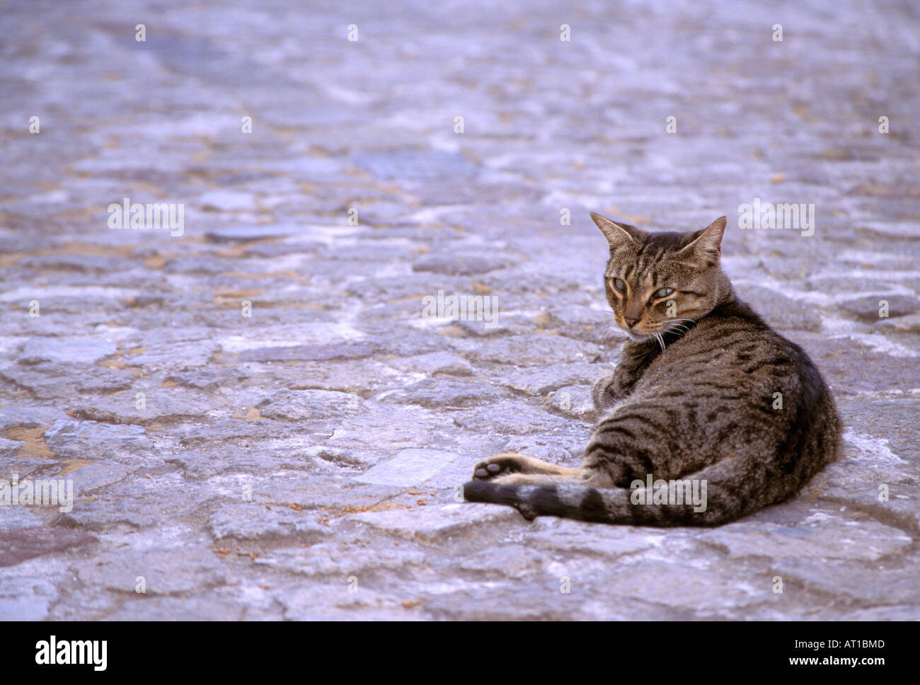Europe, Italy, Sicily, Lipari. Cat in street Stock Photo - Alamy