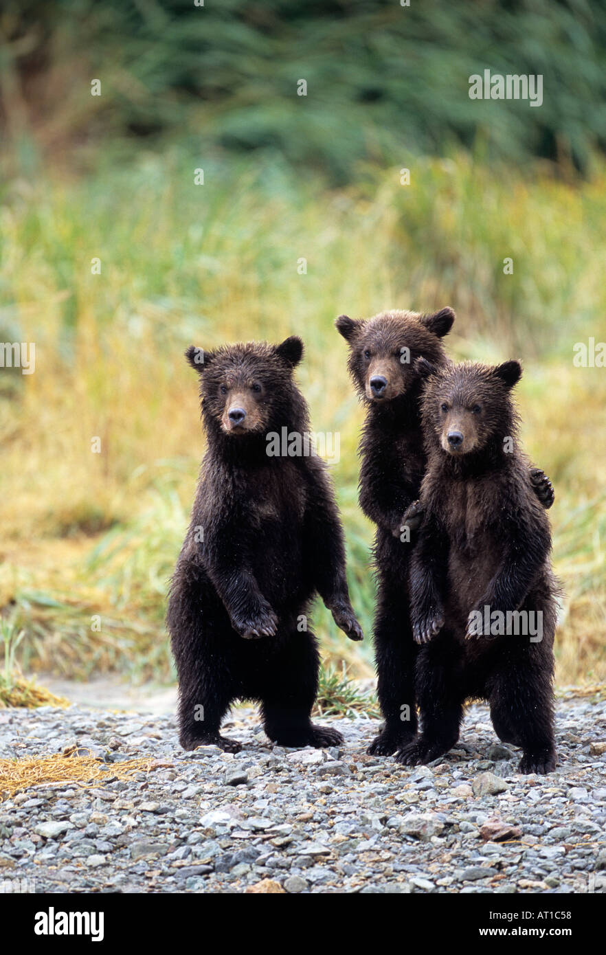 ursus arctos, Grizzly Cub Triplets Katmai National Park Alaska Stock ...