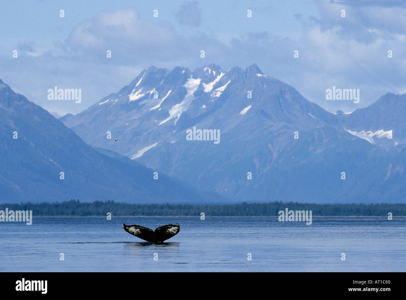 alaska, humpback whale tail near pt. adolphus and glacier bay ...