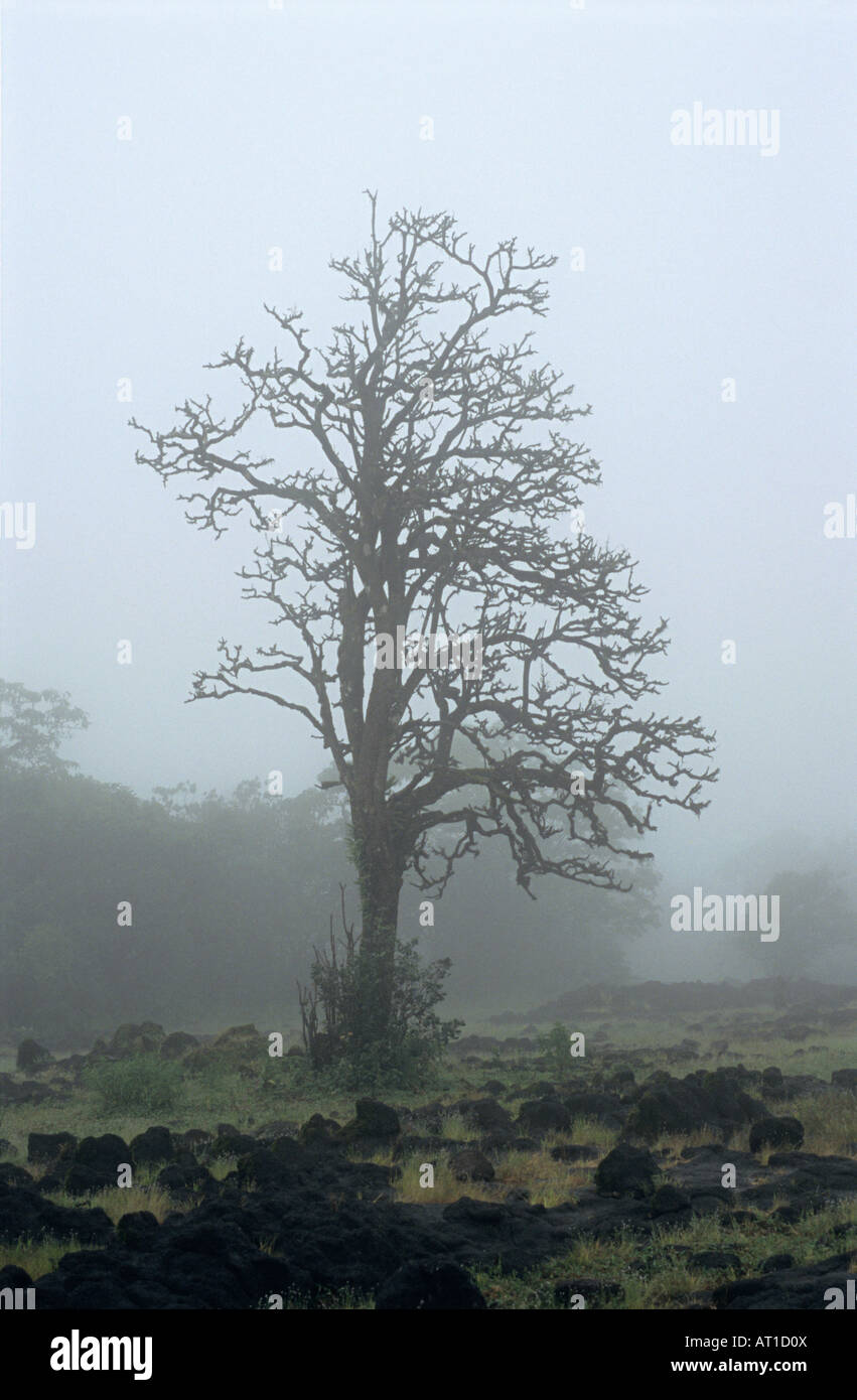 Monsoon western ghats india hi-res stock photography and images - Alamy