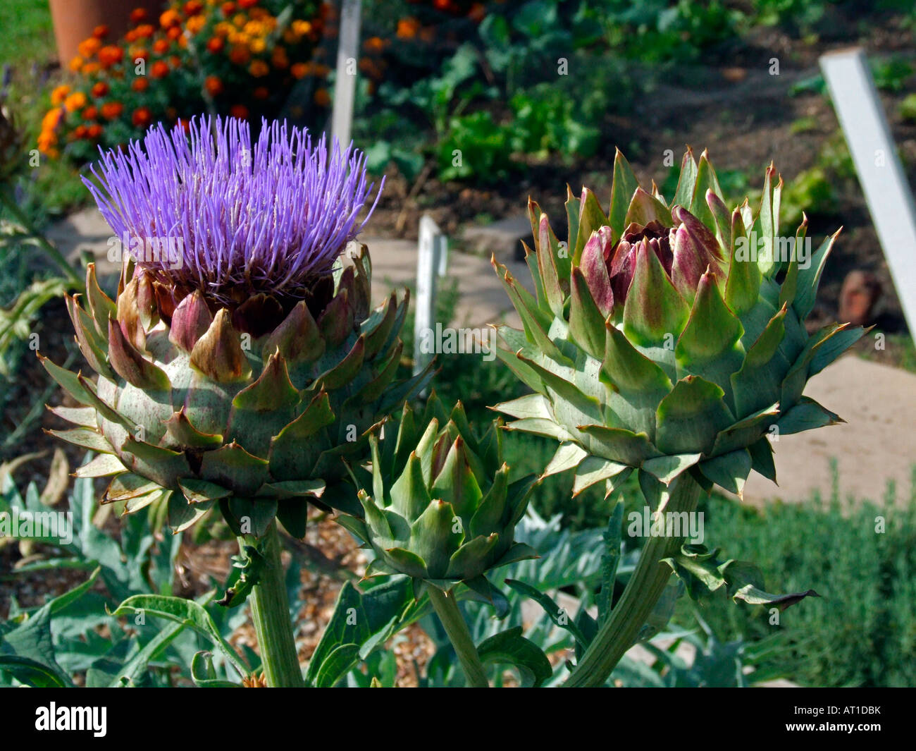 Cardoon flower purple uk hi-res stock photography and images - Alamy