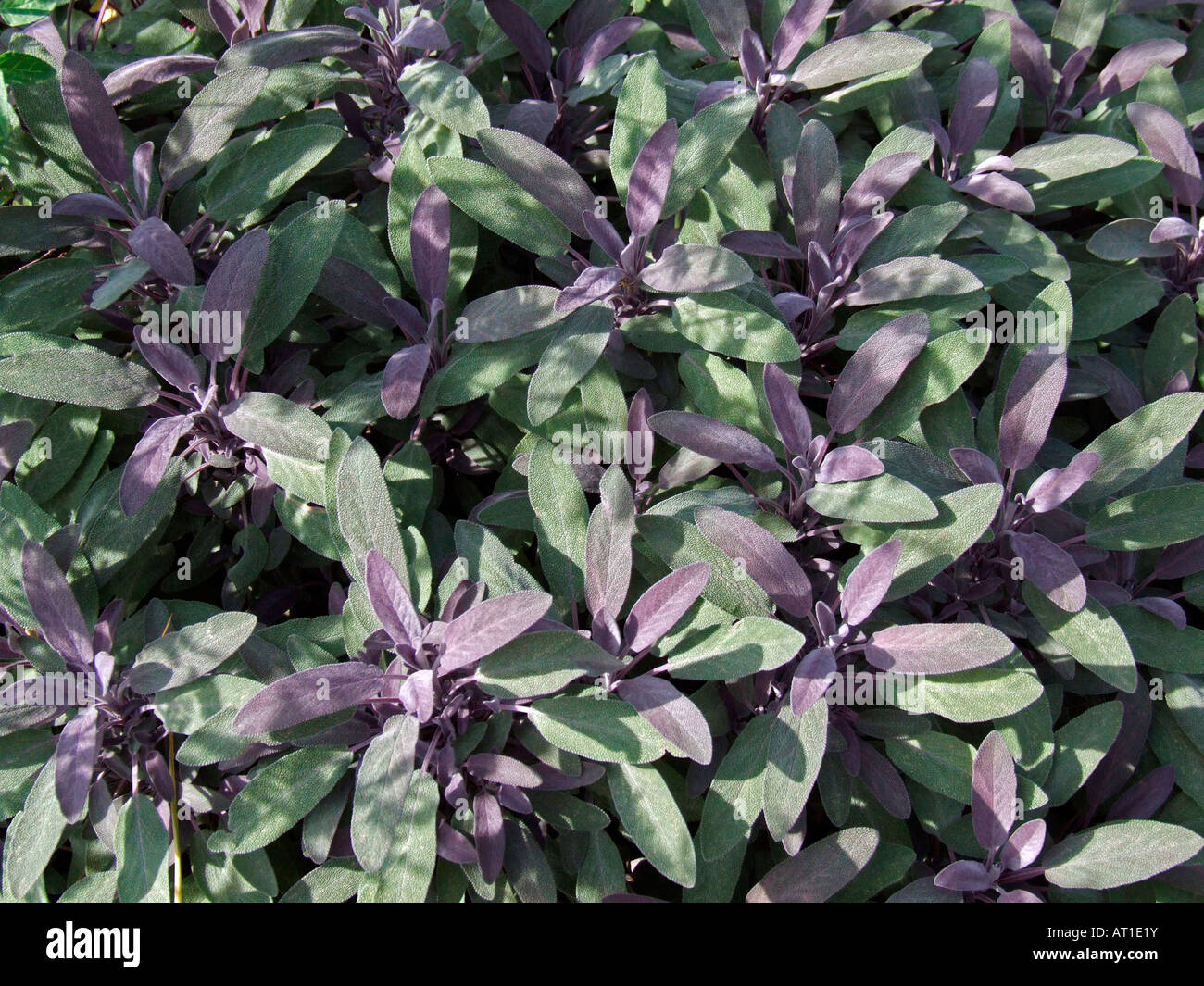 Salvia officinalis Purpurascens, purple sage Stock Photo - Alamy