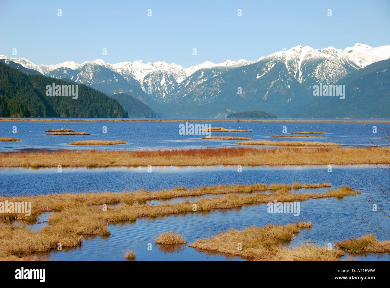 The southern end of Pitt Lake,British Columbia,Canada Stock Photo - Alamy