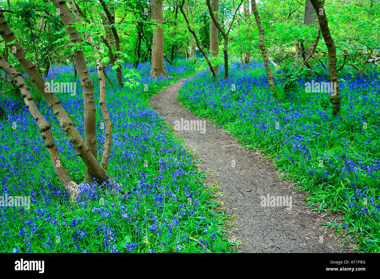 Bluebell wild Spring flowers Hyacinthoides non scripta in a woodland ...