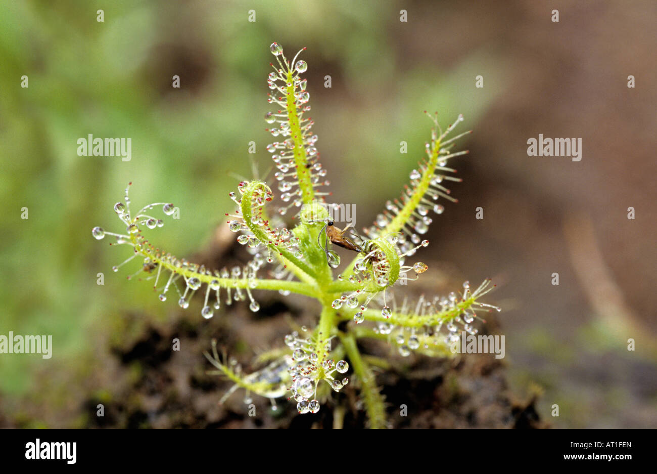 Ephemeral insects hi-res stock photography and images - Alamy