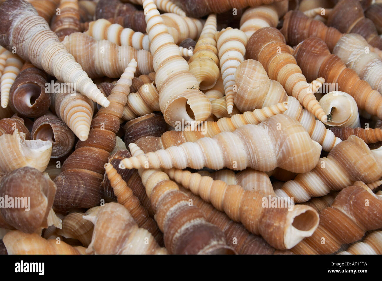Many snail hi-res stock photography and images - Alamy