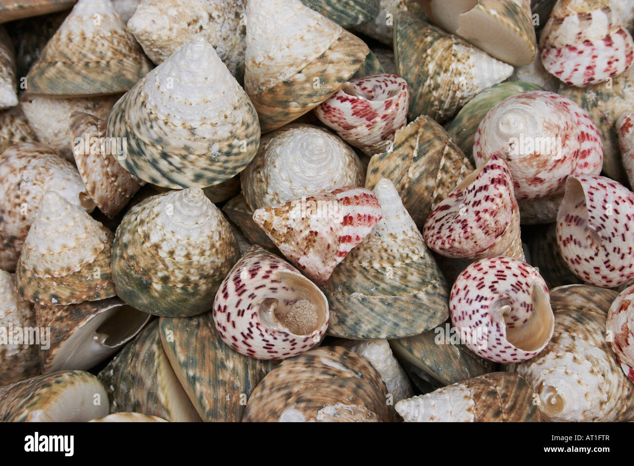 Many snail hi-res stock photography and images - Alamy