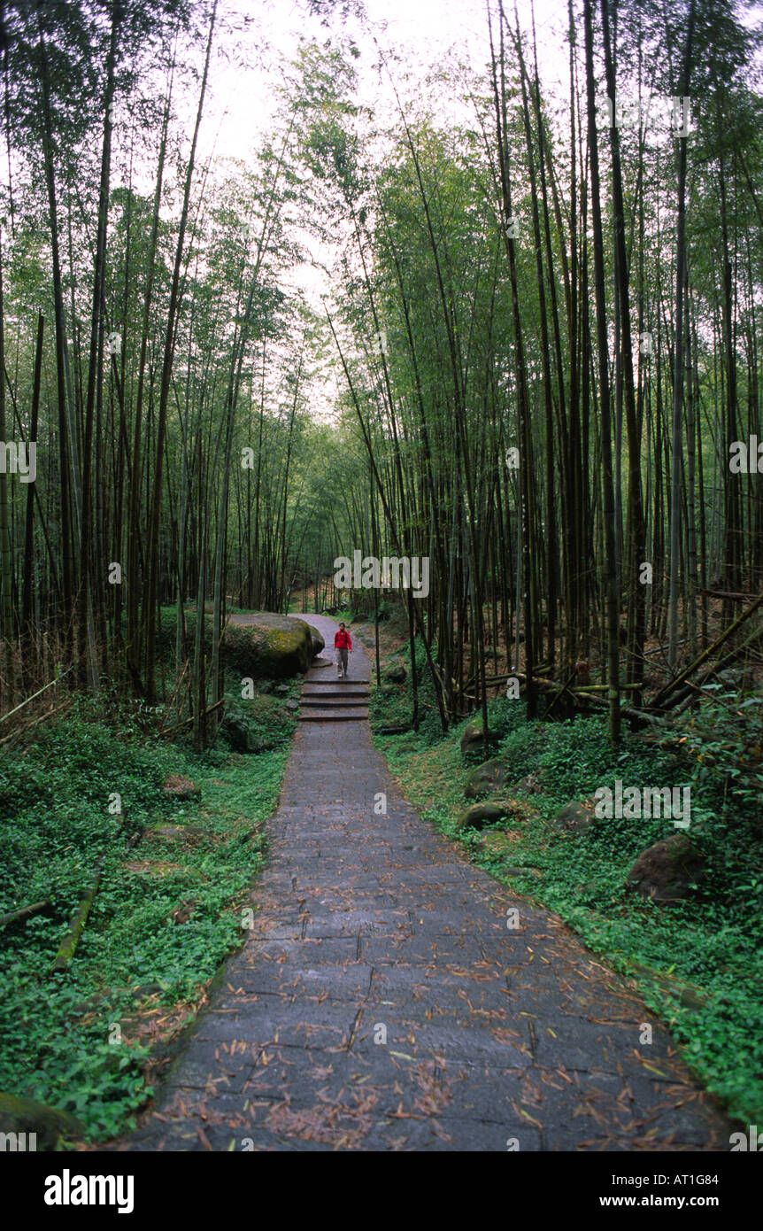 Tourist hiking through a bamboo grove at Shitou National Forest ...