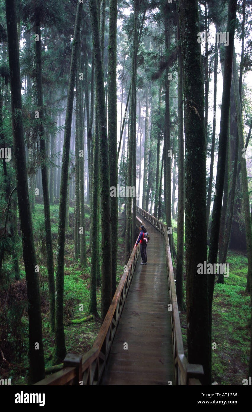 Tourist on a walkway surrounded by fir trees, Mount Ali National Forest ...