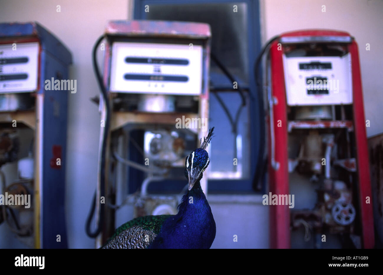 Peacock standing in front of old fuel pumps Death Valley Junction ...