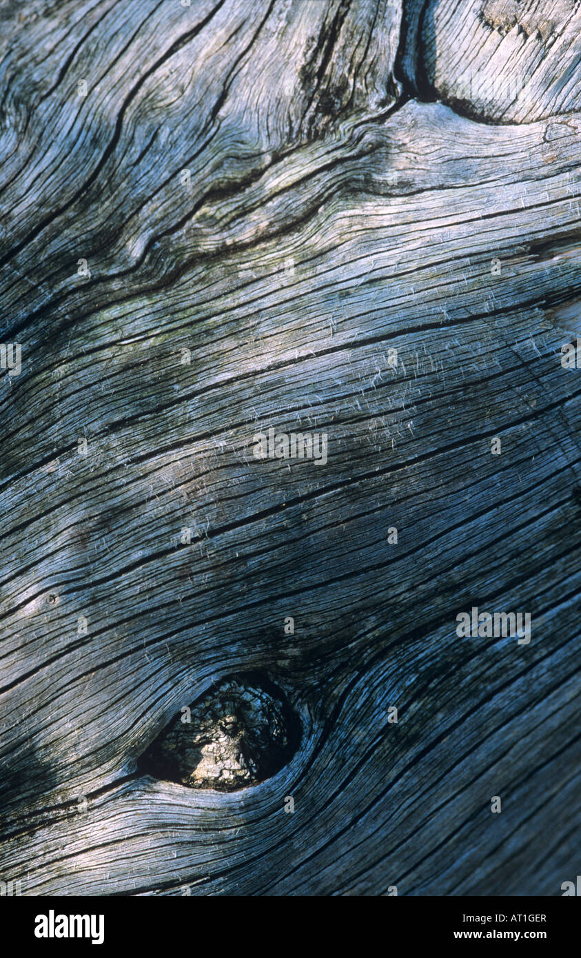 Detail of Pine wood patterns Stock Photo - Alamy