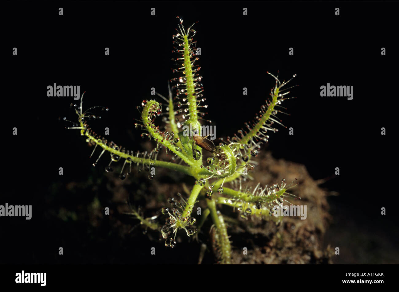 Drosera indica (Green sundew, Green drosera) Monsoon ephemeral ...