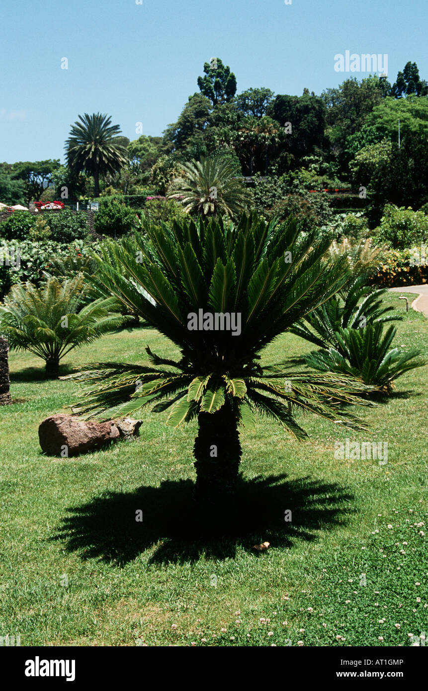 Cycad trees hi-res stock photography and images - Alamy