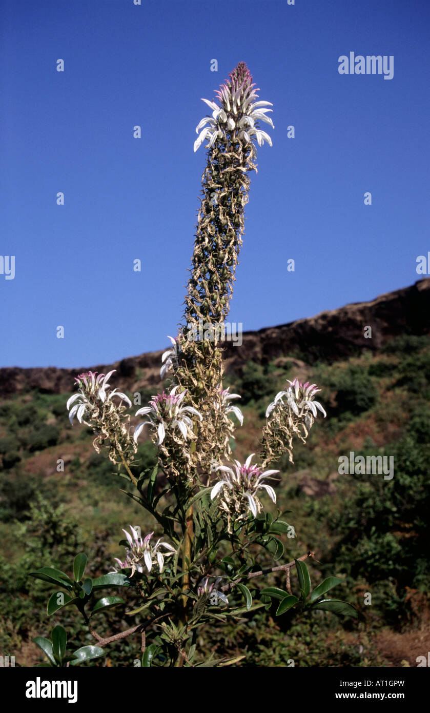 Inflorescens of lobelia nicotianaefolia (Lobeliaceae) tall herb common ...