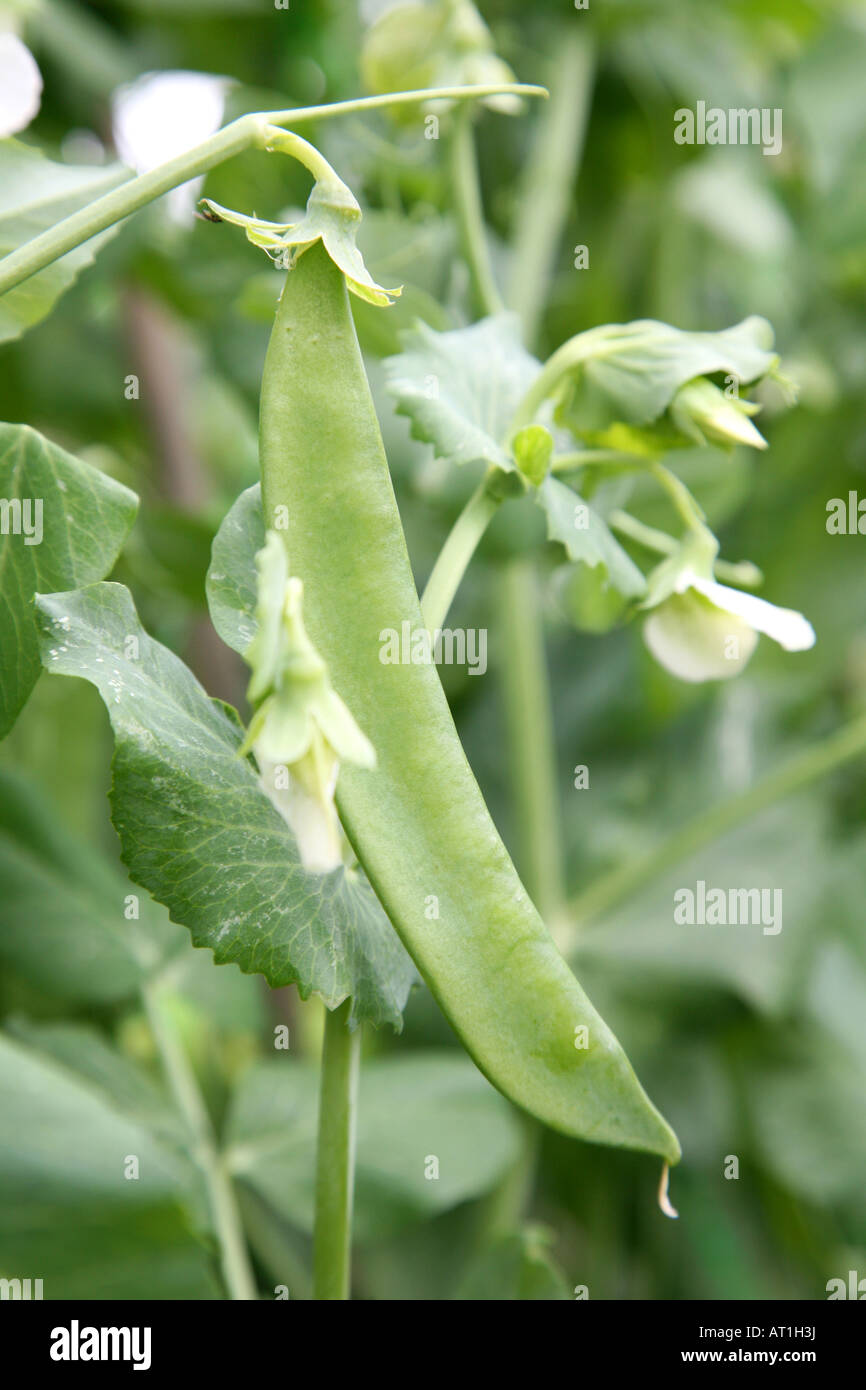 young pea pod and flowers Stock Photo - Alamy