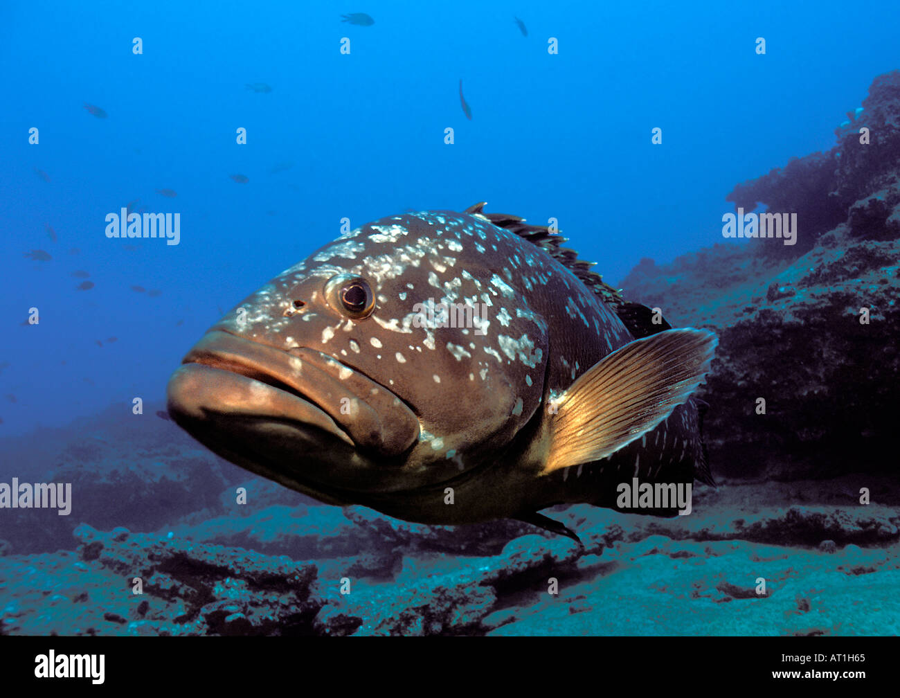 Epinephelus marginatus Dusky grouper Fish Atlantic Ocean Canary Islands ...