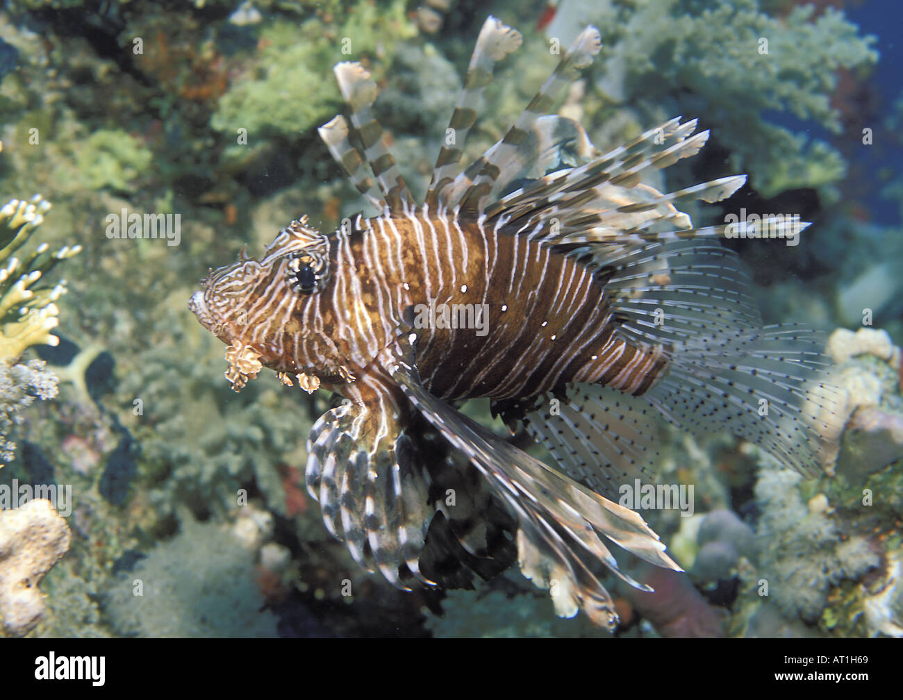 Scorpion Fish Vs Lion Fish