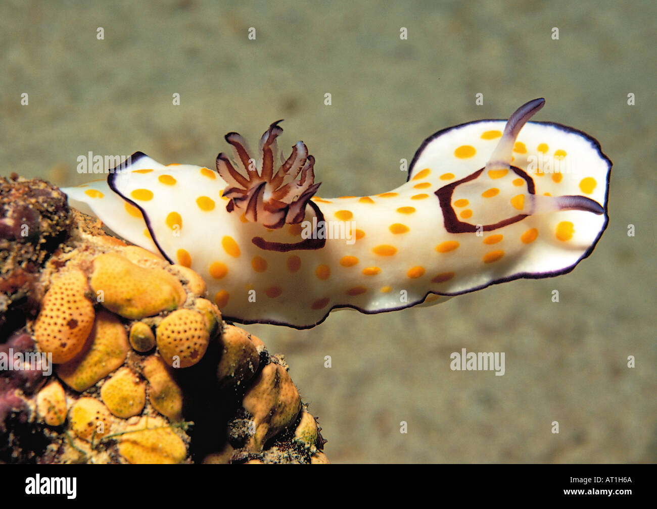 Chromodoris annulata Sea Slug Nudibranch Gastropoda Mollusca Red Sea ...