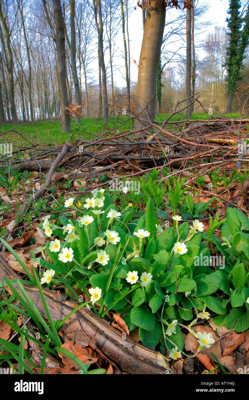 Wild primrose hi-res stock photography and images - Alamy