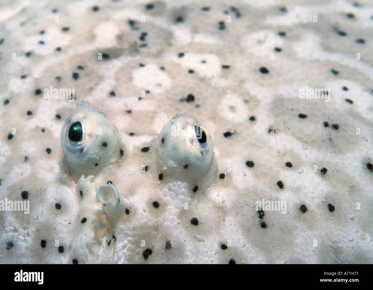 Pardachirus balius Piebald sole Soles Fish Red Sea Indian Ocean Egypt ...