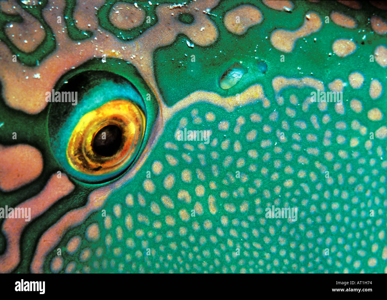 Cetoscarus bicolor Bicolour parrotfish Parrotfishs Fish Red Sea Indian ...