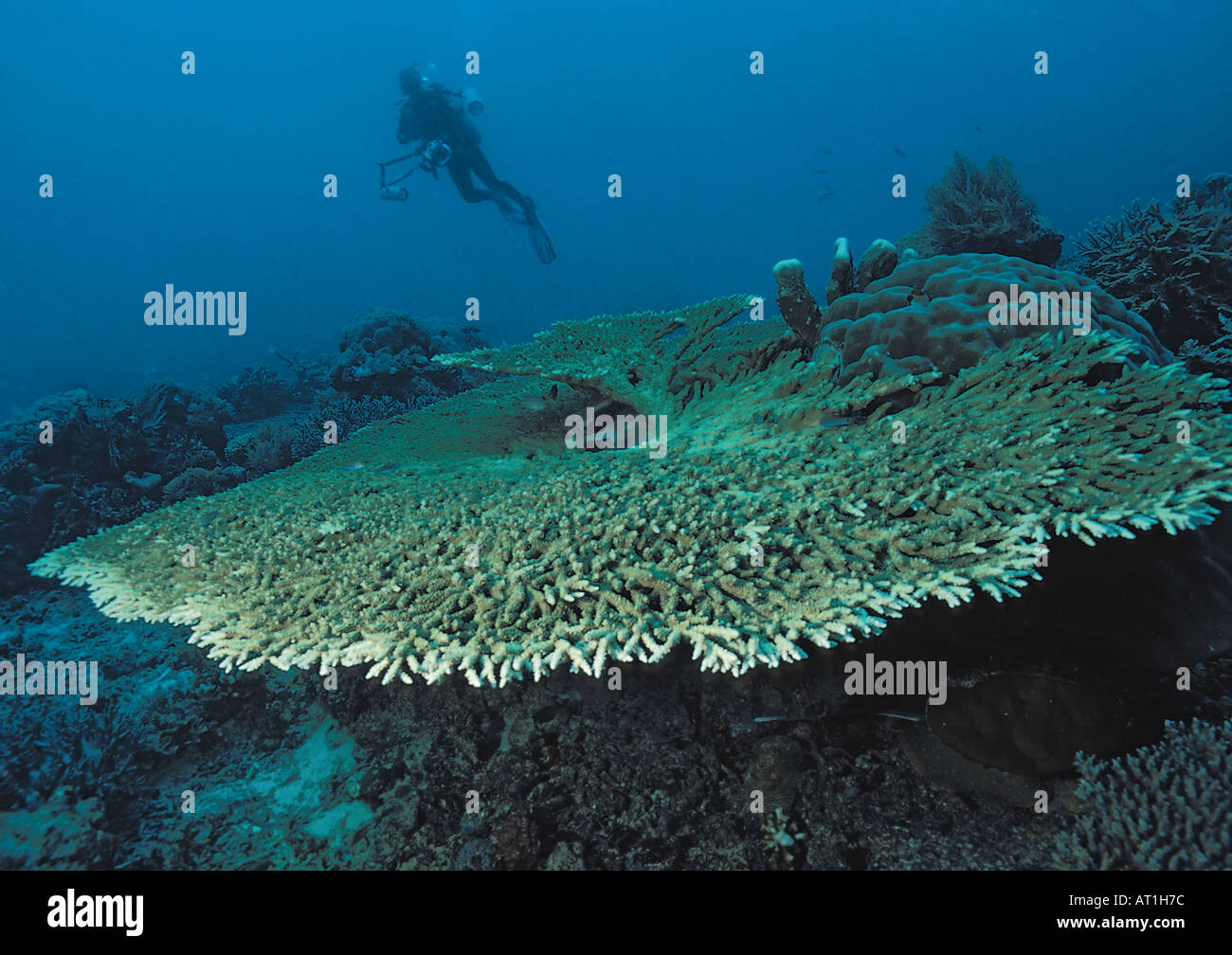 Acropora sp Table coral Hard coral Coral Cnidaria Indonesia Indian ...