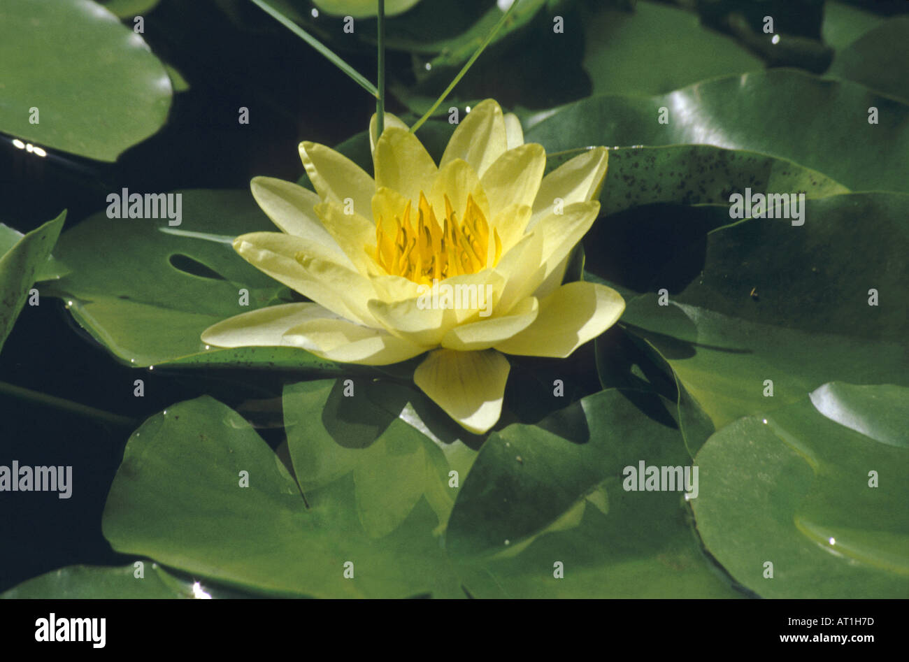 Nymphaea sp Water lily Stock Photo - Alamy