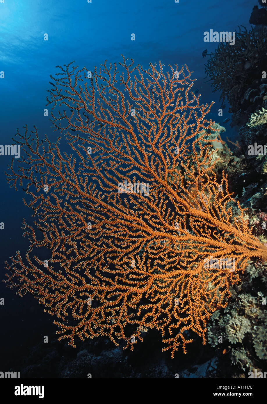 Plexauridae sp Coral Anthozoans Octocorals Gorgonians Indonesia Indian ...