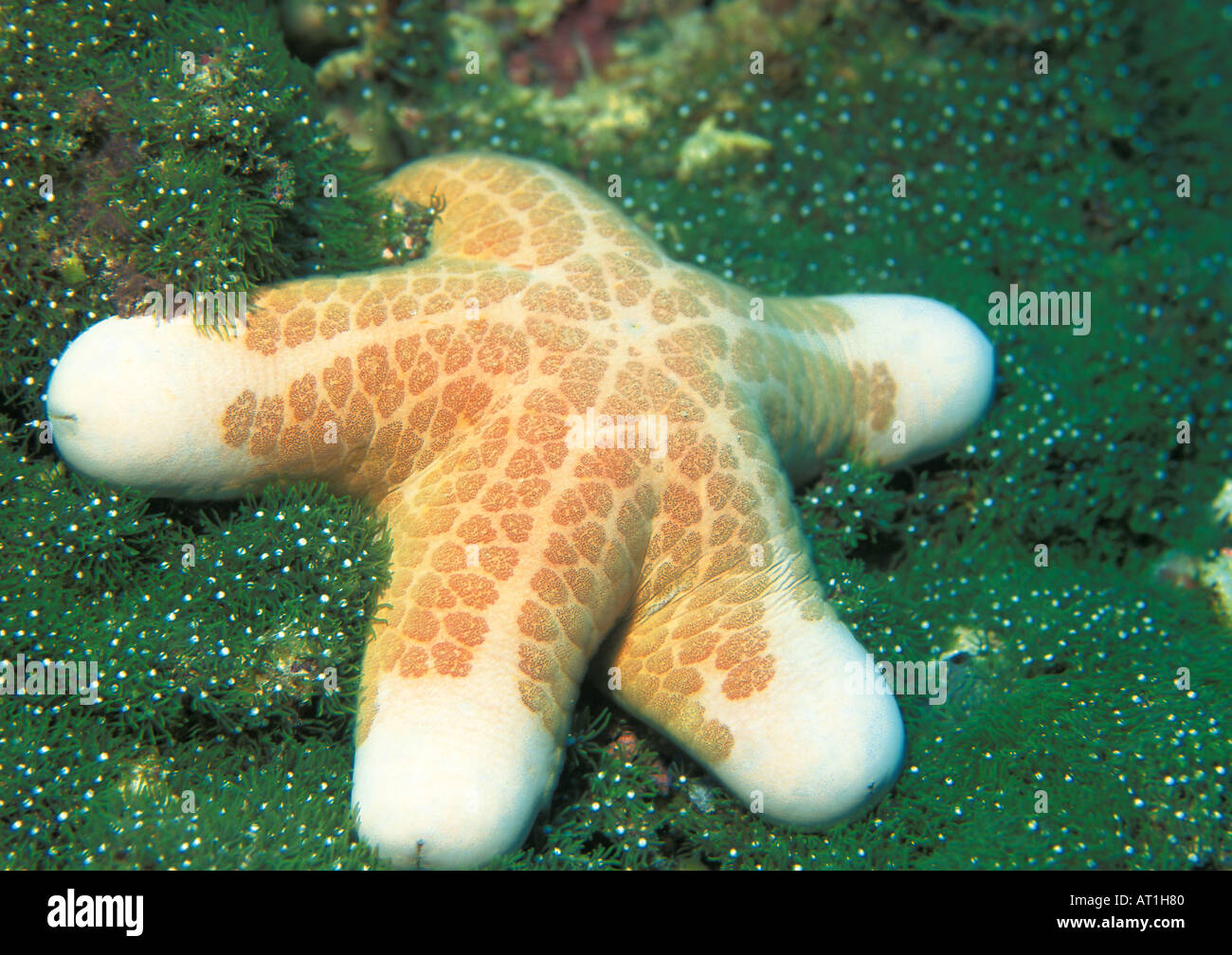 Granullar sea star hi-res stock photography and images - Alamy