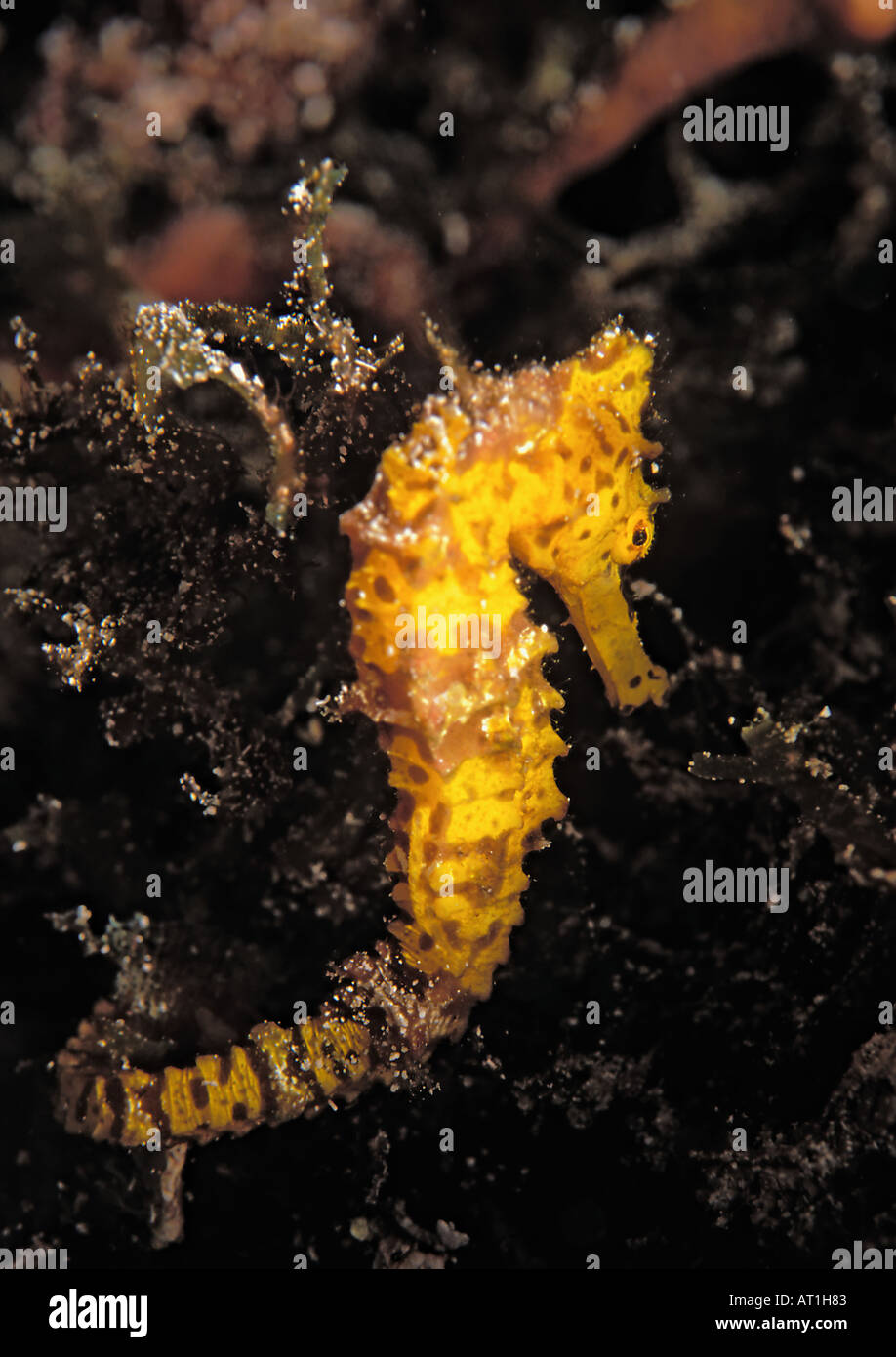 Hippocampus reidi Longsnout seahorse Fish Yucatan Mexico Atlantic Ocean ...