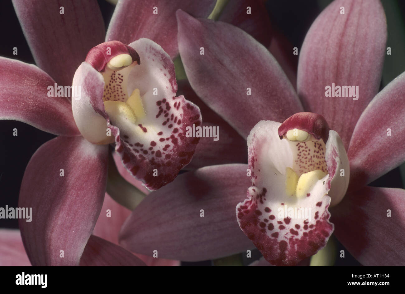 Cymbidium sp hi-res stock photography and images - Alamy