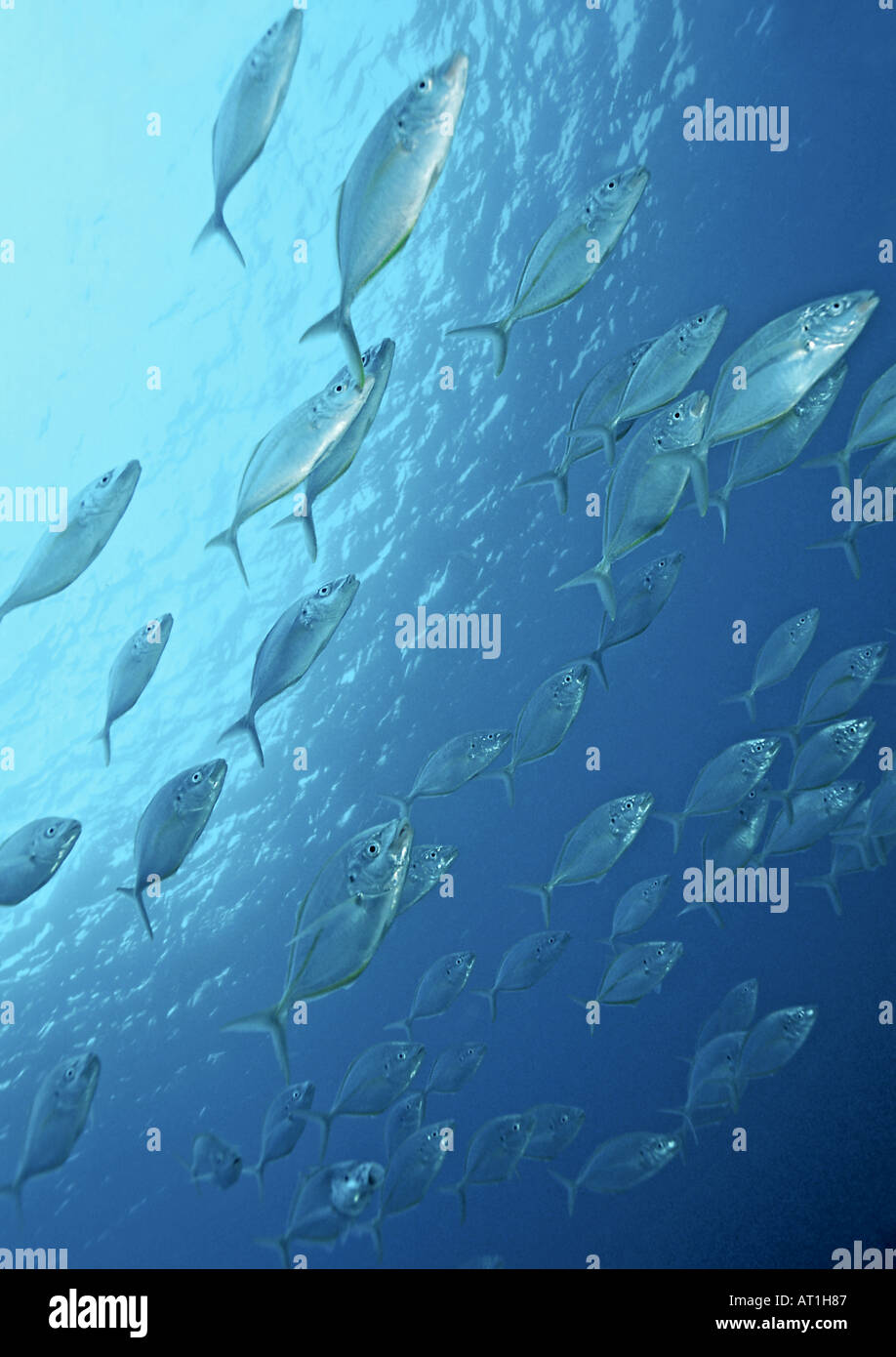 Pseudocaranx dentex White trevally Fish Canary Islands Atlantic Ocean ...