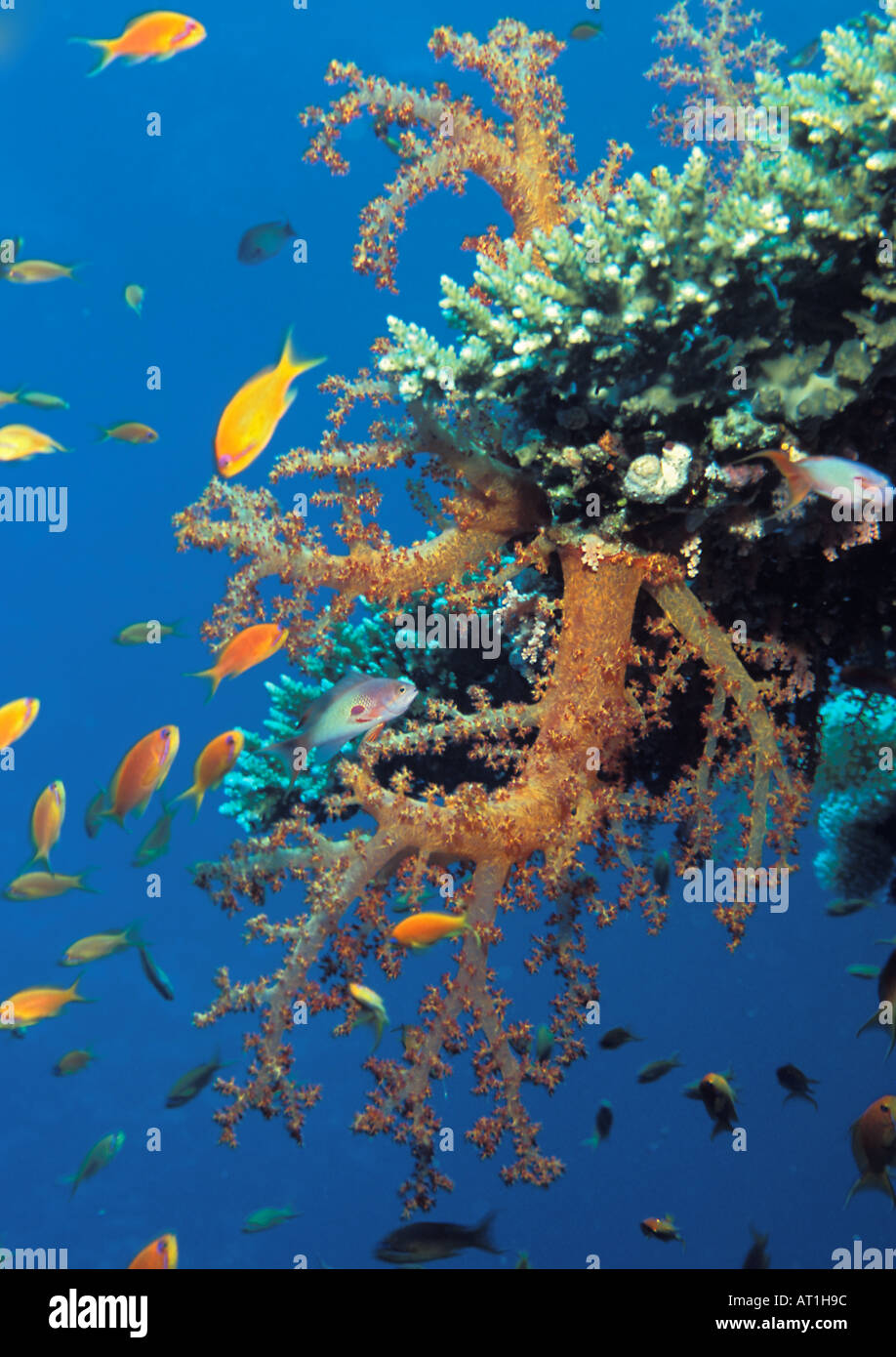 Demdronephthya sp hi-res stock photography and images - Alamy