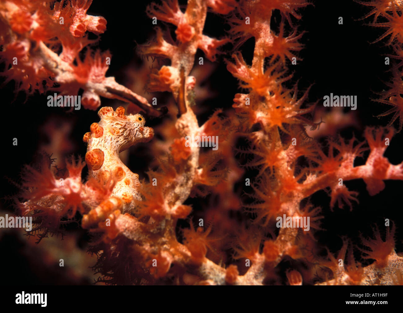 Hippocampus bargibanti Pymy Seahorse Fish Sulawesi Indian ocean Stock ...