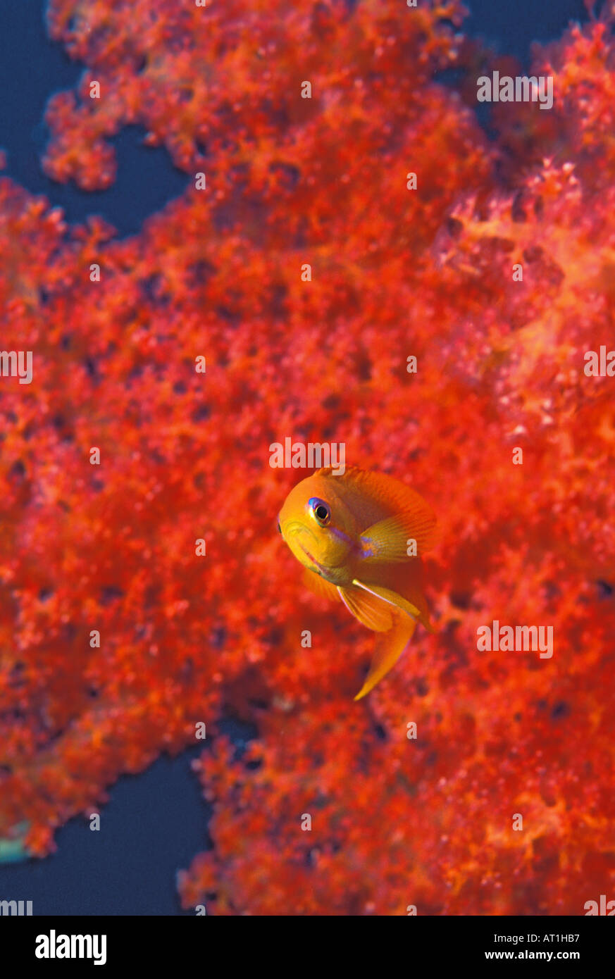 Jewel fairy basslet hi-res stock photography and images - Alamy