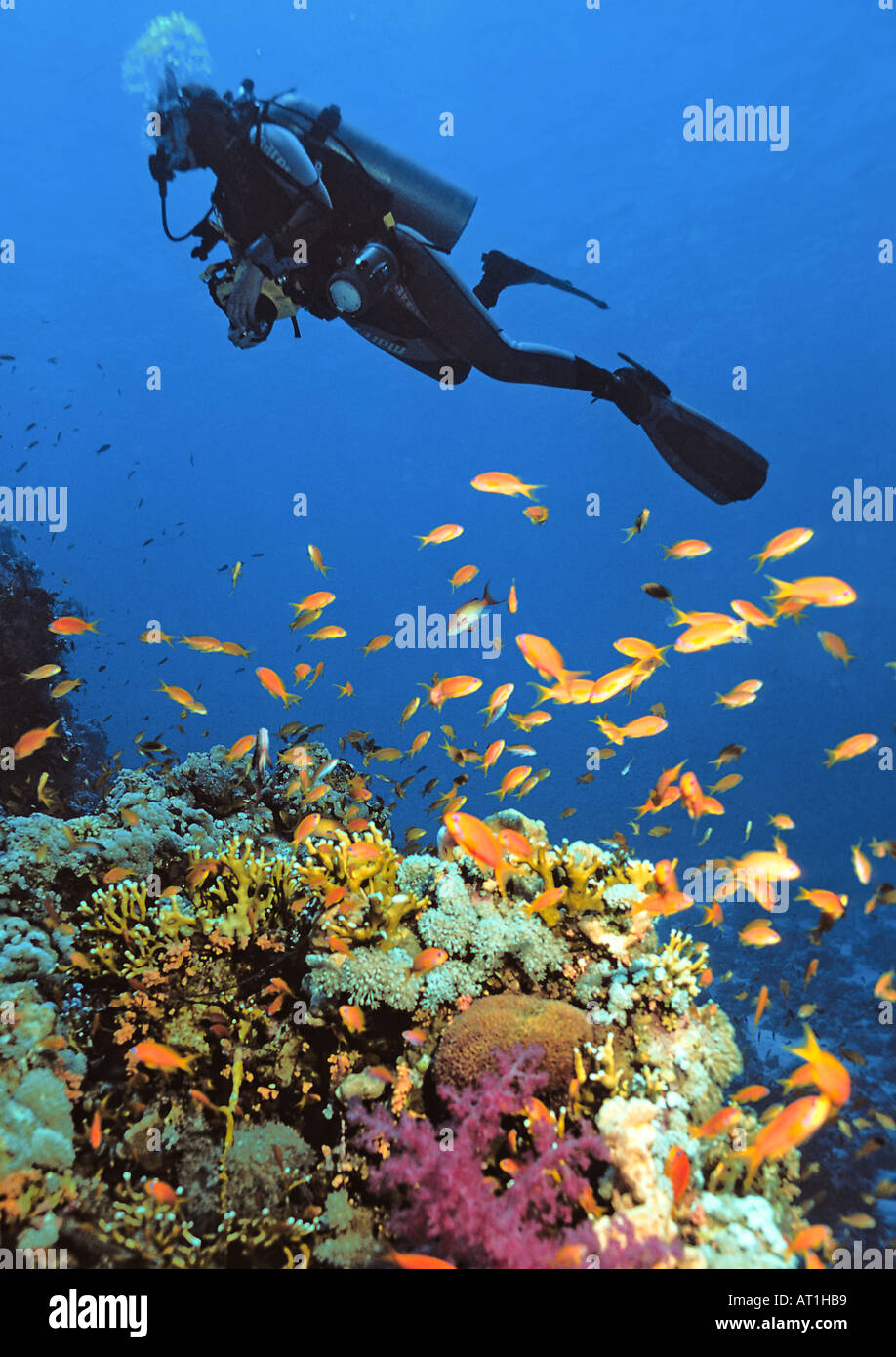 Diver Submarinista Red Sea Indian Ocean Egypt Stock Photo - Alamy
